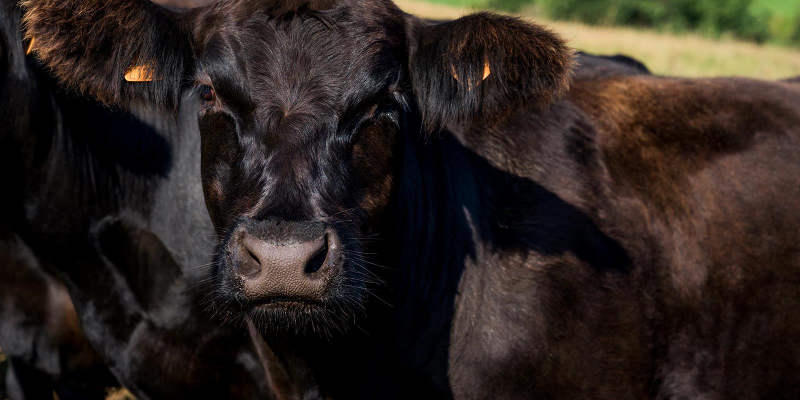 Die Farm - Artgerechte Aufzucht - Tierwohl - Eifel Angus Farm